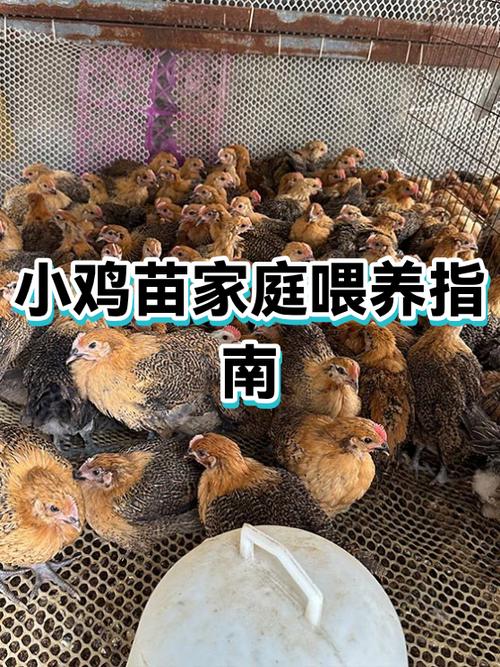 养小鸡需要注意什么图标