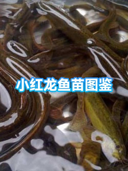 红龙鱼幼苗1~3cm图片图标
