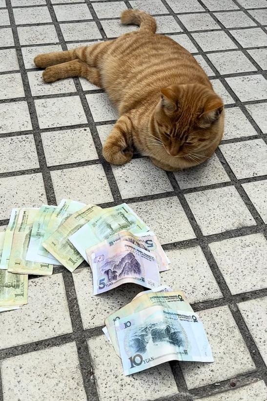喂猫赚钱的软件叫什么图标