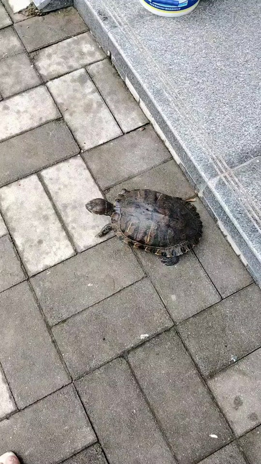 野生金钱龟图片图标