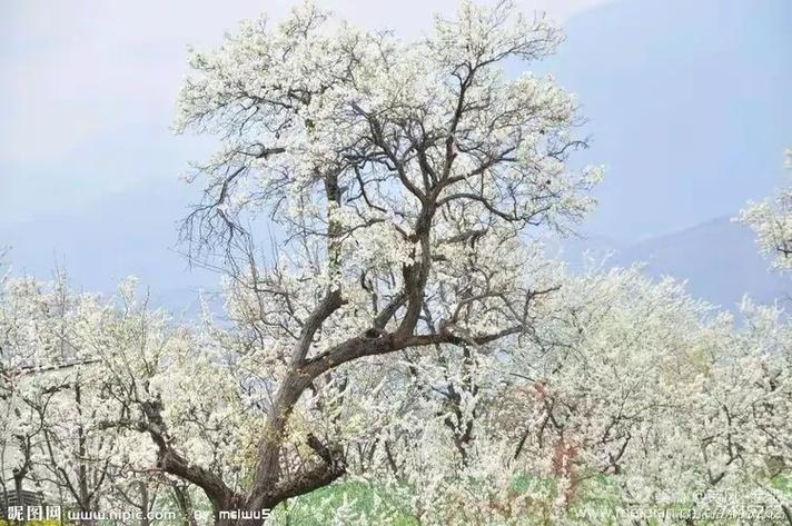 折树梨花的小说图标
