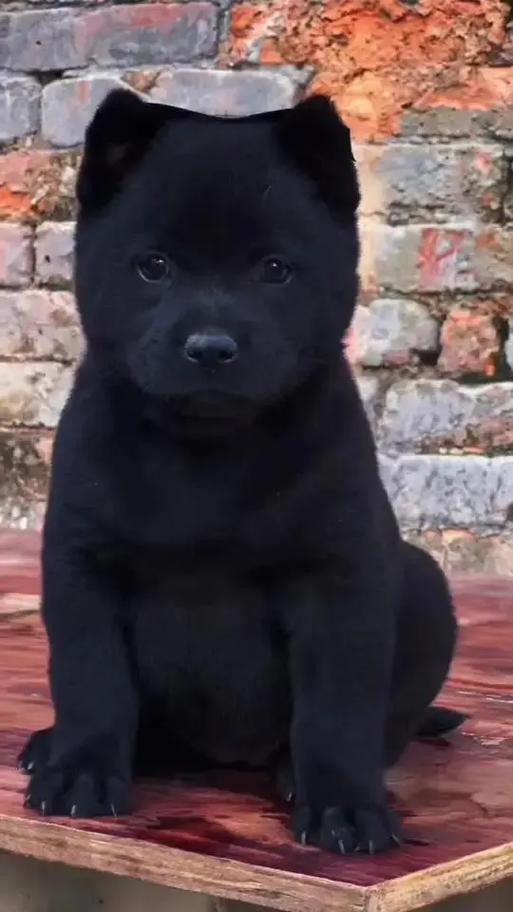 五黑犬适合家养吗截图