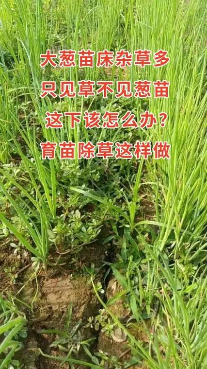 抖音除草什么意思截图