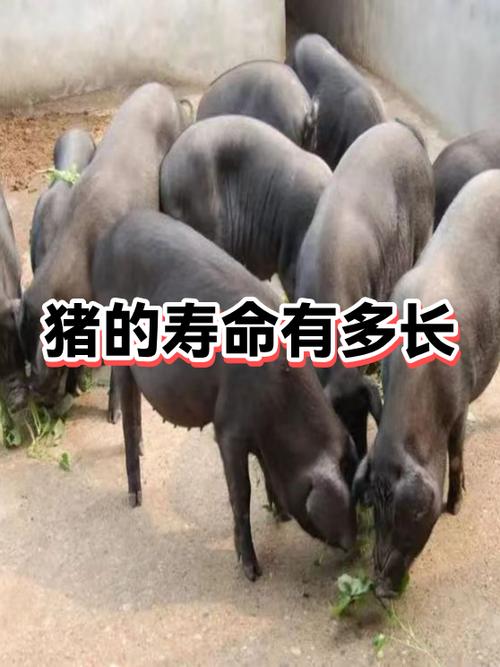 中国最长寿的猪图标