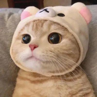 又凶又萌的头像图标