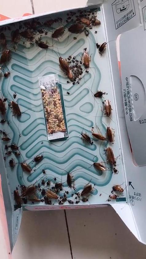 消灭蟑螂的方法截图