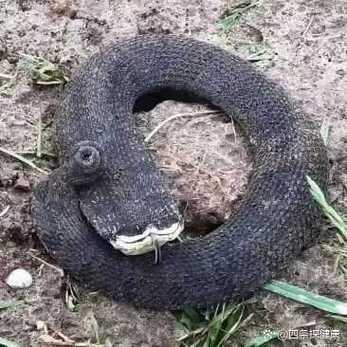 湖南发现不明生物截图