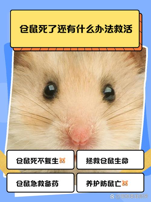 仓鼠冻僵了救活了之后像死了