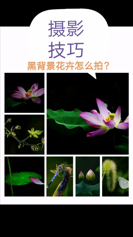 黑色背景拍照技巧
