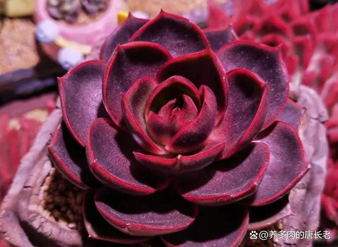 多肉的10个特点截图