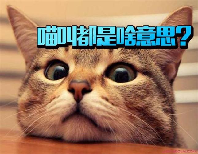 喵喵喵这个梗怎么回复图标