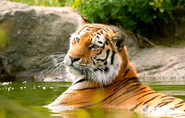 jungle是打野的意思吗图标