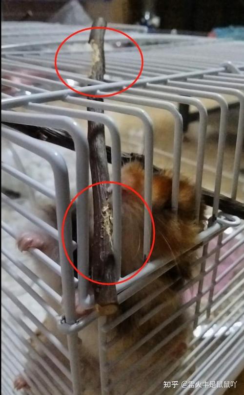 仓鼠突然变得爱咬笼子图标