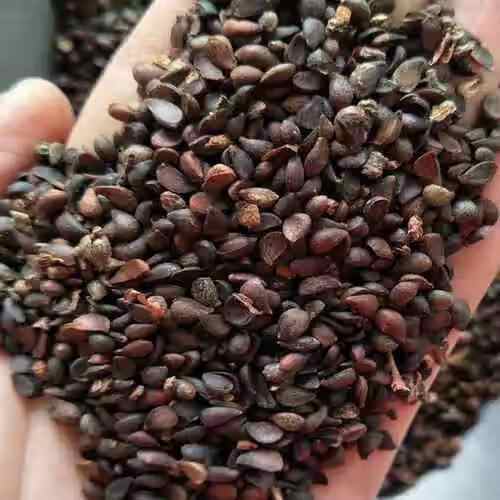 苹果籽能种出苹果树吗图标