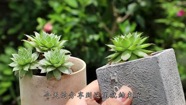 圈芽怎么赚钱