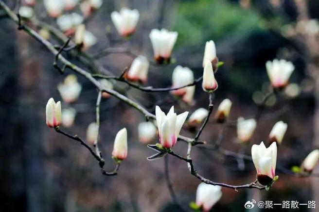 春风一路开花锁截图