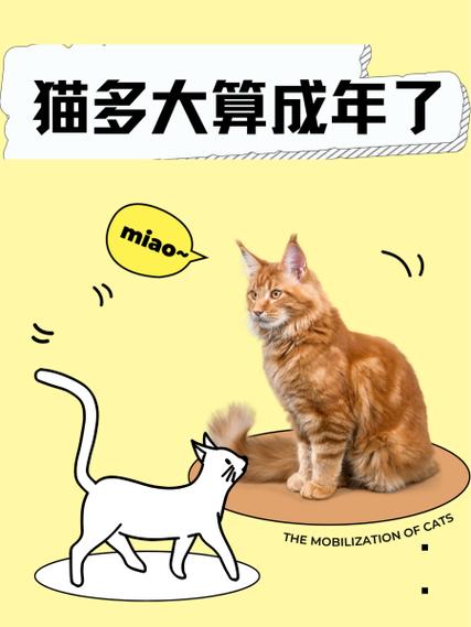 几月份买猫比较便宜图标