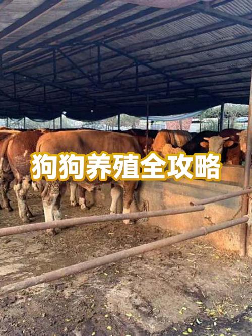 养狗养殖场要什么手续图标