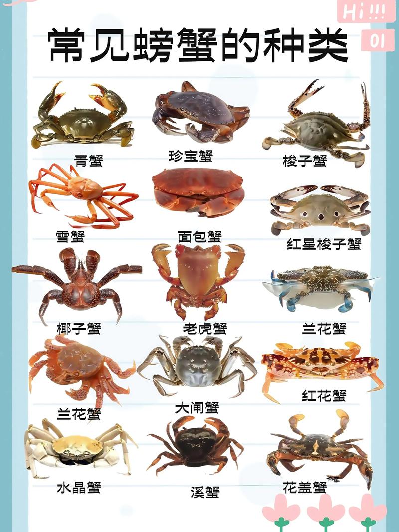 怎么看公蟹还是母蟹图标