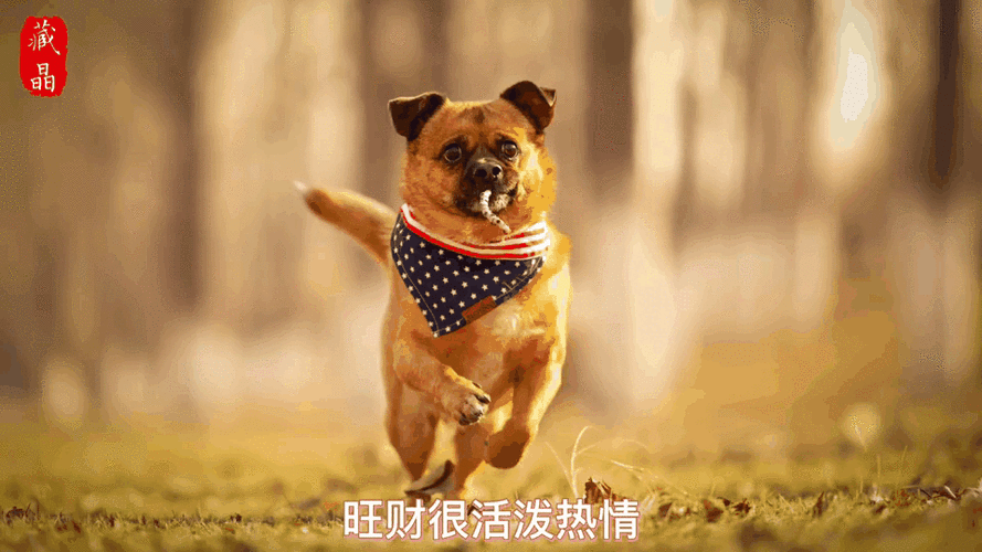 开心小狗狗的视频图标