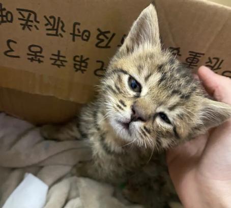 小奶猫捡回家预示什么