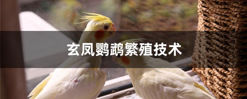 玄凤鹦鹉繁殖技术图标