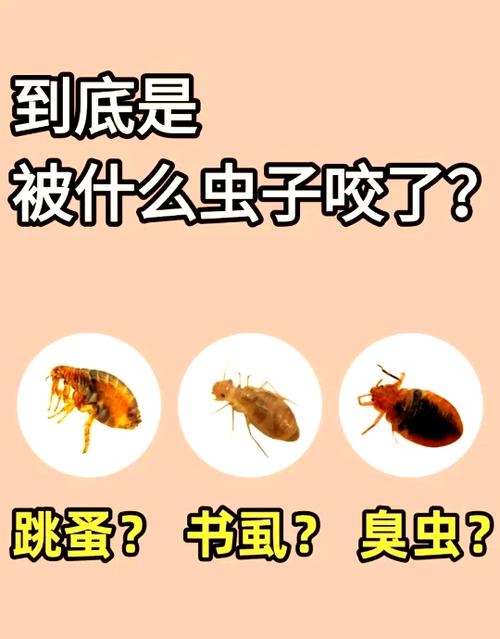 如何除床上咬人的虫图标