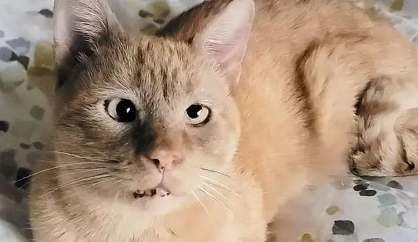 猫喜欢红点还是绿点图标