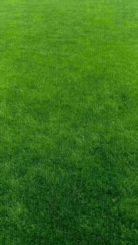 绿色聊天背景图片截图