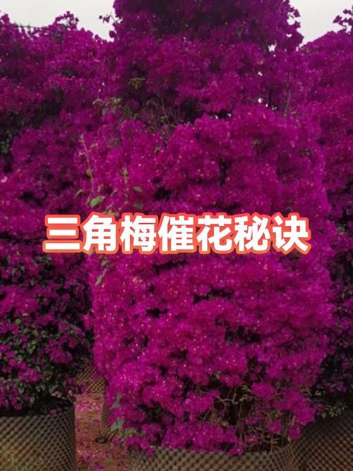 三角梅花如何繁殖图标