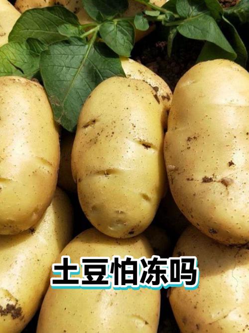 士豆冻了可以吃吗图标