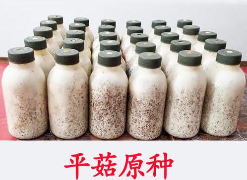 蘑菇种子图片图标
