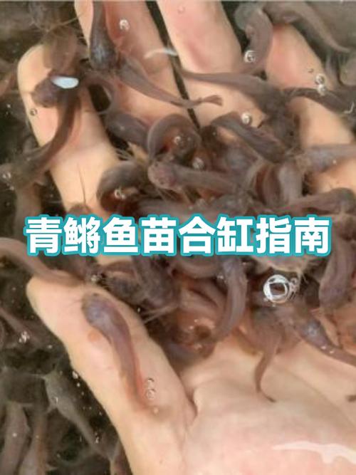 鱼合缸养的正确方法图标