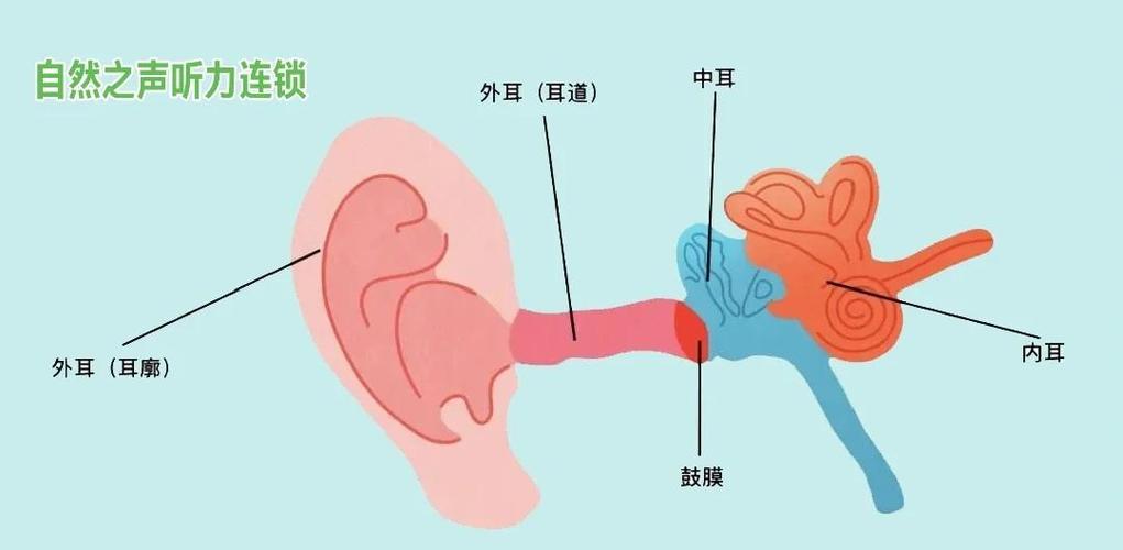 中耳和外耳的分界截图
