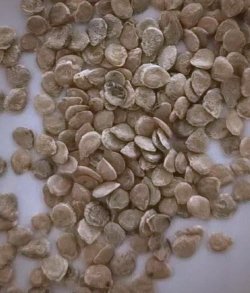 番茄的种子是什么颜色截图