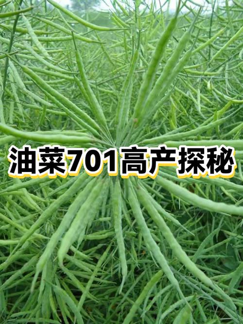 亩产600公斤油菜种子图标