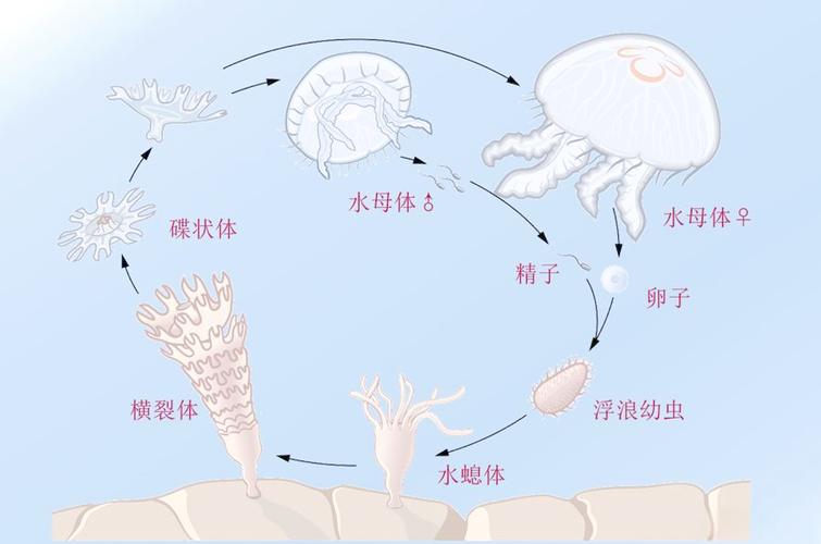 水母是什么时候诞生的