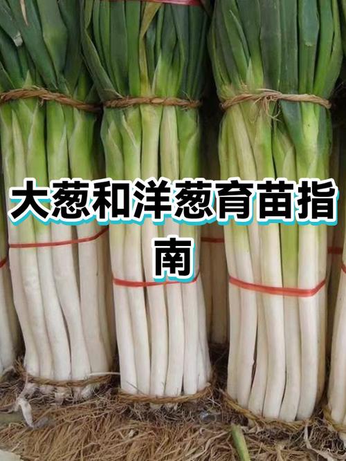 洋葱和葱有什么关系图标