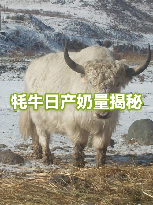 毛牛最大能长多少斤图标