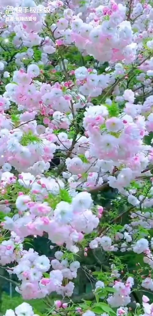 春暖花开最新版本图标