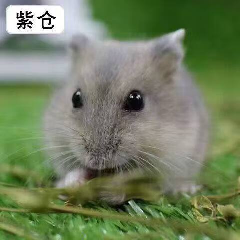 养了一年的仓鼠多少岁截图