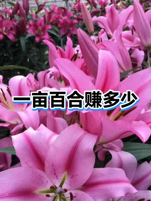 百合一亩地投资多少钱图标