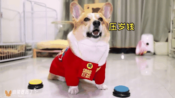 狗狗一般封多少钱红包图标