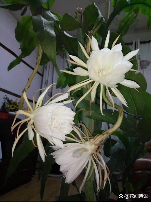 昙花的寓意和象征图标