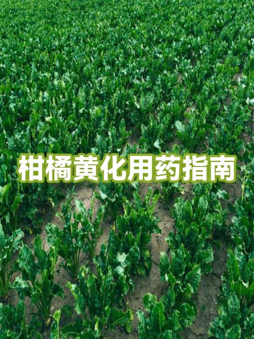 柑橘黄化如何改善游戏截图