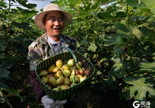10亩无花果收入图标