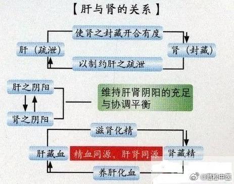 生命的本源是什么?脾胃肝脏,精血十三