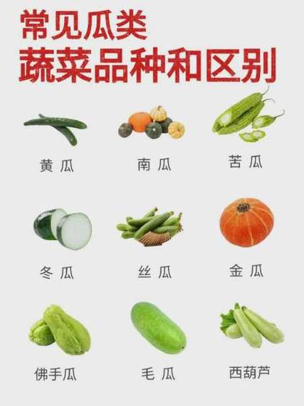 各种瓜的种类图片图标