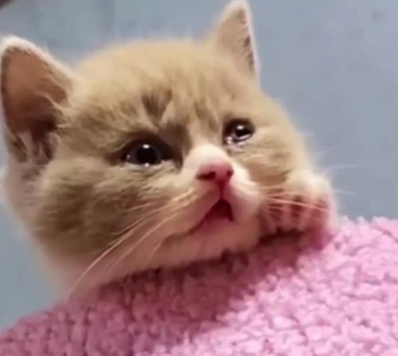 捡的小奶猫一直叫