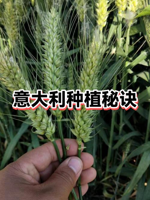 意大利《成熟的果实》截图